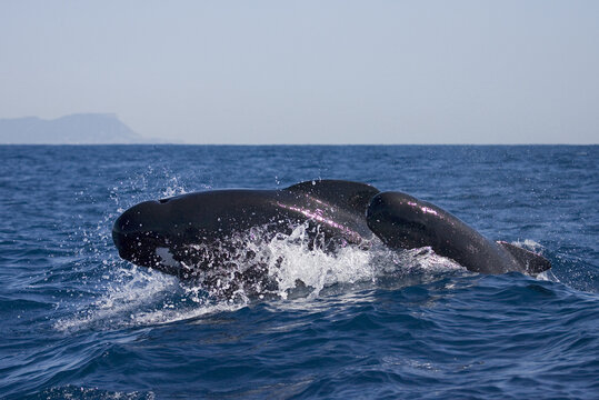 Grindwal Bilder – Durchsuchen 2,106 Archivfotos, Vektorgrafiken und ...