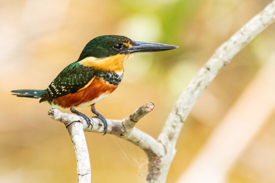 รูปภาพPece – เลือกดูภาพถ่ายสต็อก เวกเตอร์ และวิดีโอ859 | Adobe Stock