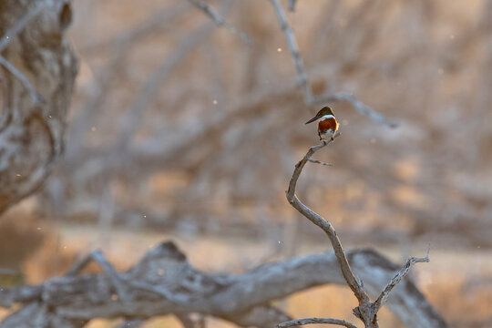 Plumae Bilder – Durchsuchen 959 Archivfotos, Vektorgrafiken und Videos ...