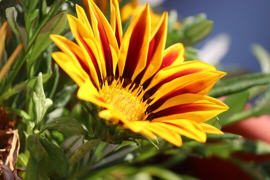 รูปภาพLiguliflorae – เลือกดูภาพถ่ายสต็อก เวกเตอร์ และวิดีโอ361 | Adobe ...