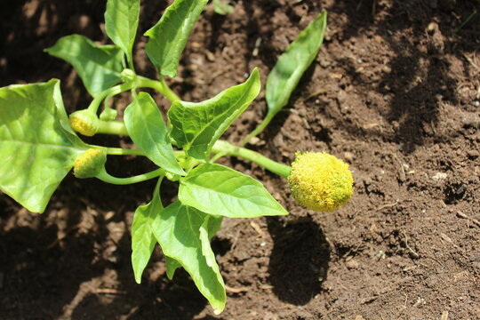 Parakresse Images – Browse 31 Stock Photos, Vectors, and Video | Adobe ...