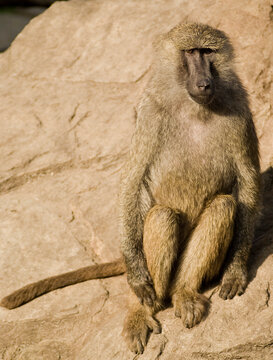 「Pawian」の画像 - 238 件の Stock 写真、ベクターおよびビデオ | Adobe Stock