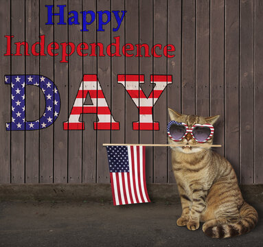Patriotic Cat Gif