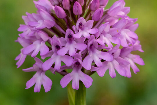 รูปภาพOrchitis – เลือกดูภาพถ่ายสต็อก เวกเตอร์ และวิดีโอ7,072 | Adobe Stock