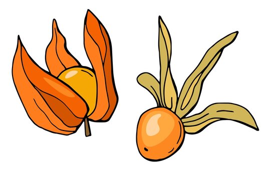 Judenkirsche Bilder – Durchsuchen 41,631 Archivfotos, Vektorgrafiken ...