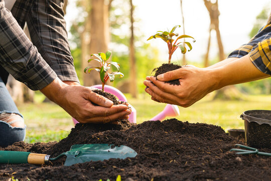 World Tree Plantation Images – Browse 23,492 Stock Photos, Vectors, and ...