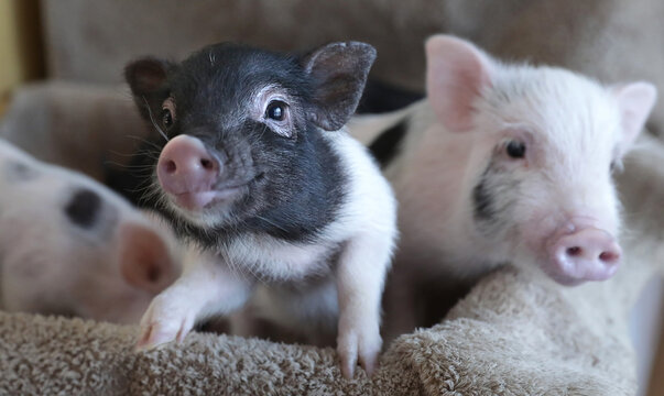 Pet Pigs Mini