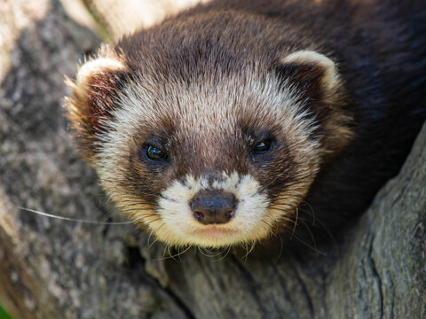 Mustelidae Images – Browse 8,447 Stock Photos, Vectors, and Video ...