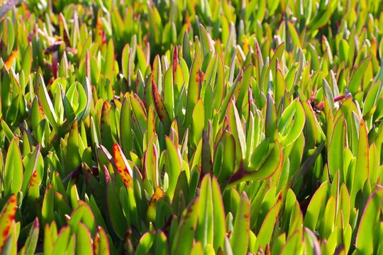 Sally-My-Handsome Images – Browse 305 Stock Photos, Vectors, and Video ...