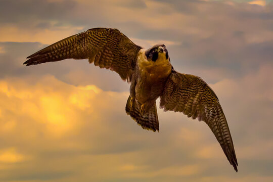 Peregrine Falcon Flying Wallpaper