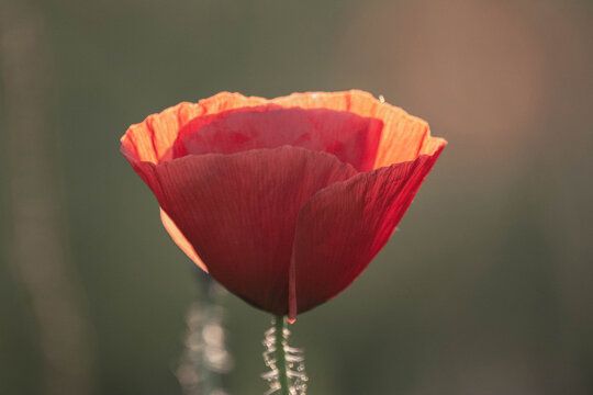 Sring Bilder – Durchsuchen 1,214 Archivfotos, Vektorgrafiken und Videos ...