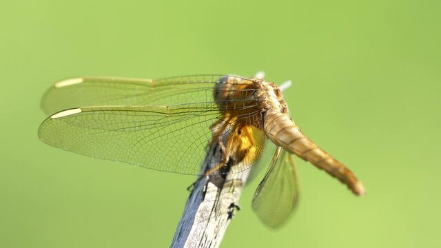 "Golden-Ringed Dragonfly" Images – Browse 334 Stock Photos, Vectors ...