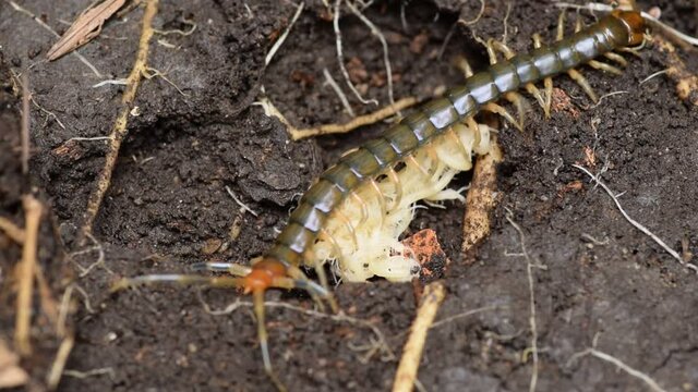 รูปภาพCentipede – เลือกดูภาพถ่ายสต็อก เวกเตอร์ และวิดีโอ18,436 | Adobe ...