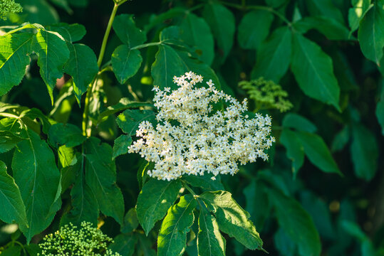 Baldach Images – Browse 24 Stock Photos, Vectors, and Video | Adobe Stock