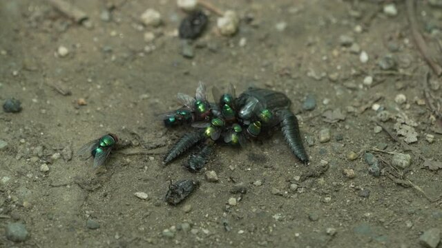 Silpha Images – Browse 64 Stock Photos, Vectors, and Video | Adobe Stock