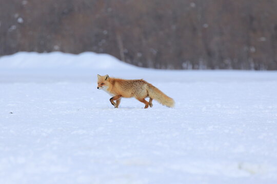 DIE 3,733 BESTEN BILDER, STOCK-FOTOS UND -VEKTORGRAFIKEN ZU ...