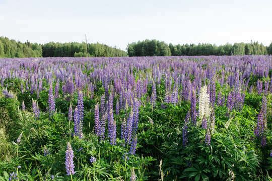 Sweet Lupin Field Images – Browse 391 Stock Photos, Vectors, and Video ...