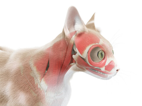 Cat Face Muscles