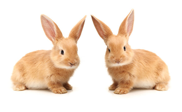"Two Rabbits" Images – Browse 2,124 Stock Photos, Vectors, and Video ...