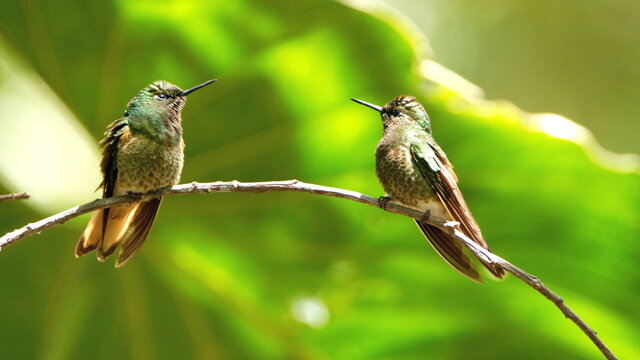 「Guango」の写真素材 | 222件の無料イラスト画像 | Adobe Stock