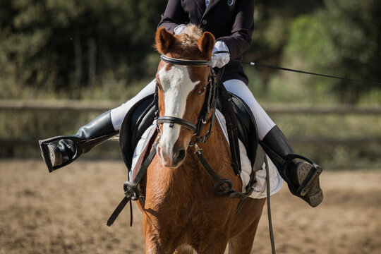Equestrianism Images – Browse 984,356 Stock Photos, Vectors, and Video ...