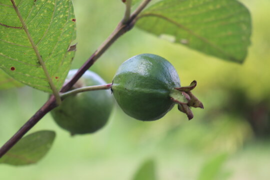 "Strawberry Guava" Images – Browse 264 Stock Photos, Vectors, and Video ...
