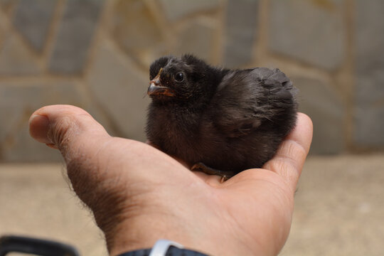 Taubenbabys Bilder – Durchsuchen 11,563 Archivfotos, Vektorgrafiken und ...