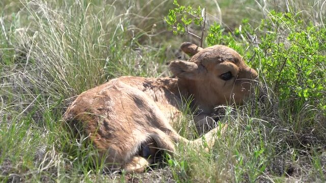 Saiga Bilder – Durchsuchen 2,177 Archivfotos, Vektorgrafiken und Videos ...