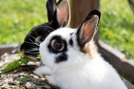 Zwerghasen Bilder – Durchsuchen 1,085 Archivfotos, Vektorgrafiken und ...