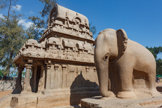 Nakula Images – Browse 32 Stock Photos, Vectors, and Video | Adobe Stock