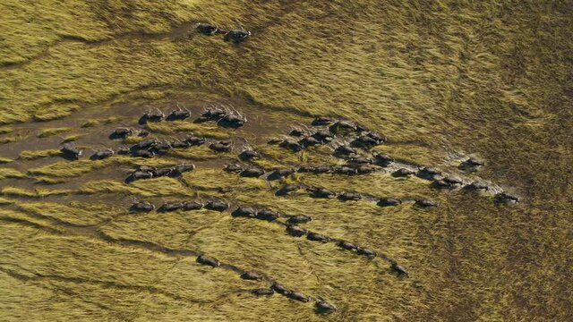 "Okavango Delta" Images – Browse 9,435 Stock Photos, Vectors, and Video ...