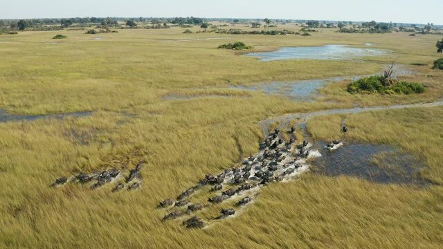 "Okavango Delta" Images – Browse 9,435 Stock Photos, Vectors, and Video ...