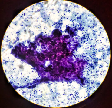 Lsil Images – Browse 54 Stock Photos, Vectors, and Video | Adobe Stock