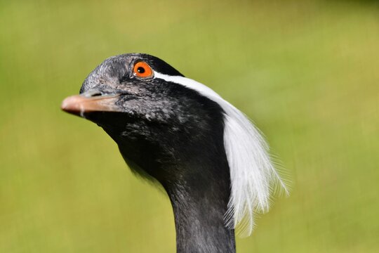 Emoe Images – Browse 108 Stock Photos, Vectors, and Video | Adobe Stock