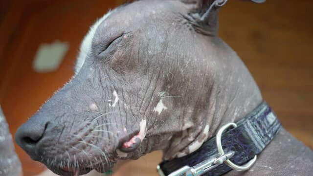 Xolo Images – Browse 1,140 Stock Photos, Vectors, and Video | Adobe Stock