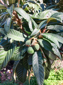 Mushmula Images – Browse 60 Stock Photos, Vectors, and Video | Adobe Stock