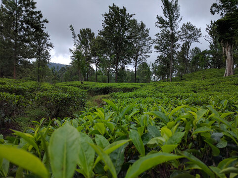 "Tea Estates" Images – Browse 559 Stock Photos, Vectors, and Video ...