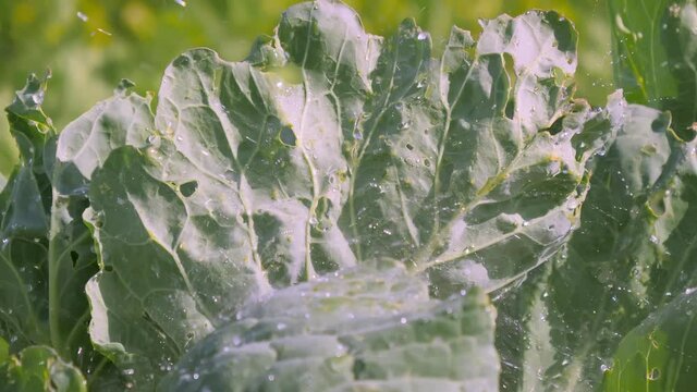 รูปภาพKail – เลือกดูภาพถ่ายสต็อก เวกเตอร์ และวิดีโอ2,216 | Adobe Stock