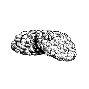 Pignolo Bilder – Durchsuchen 93 Archivfotos, Vektorgrafiken und Videos ...