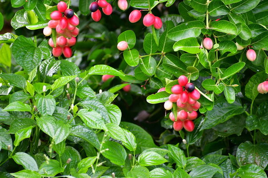 รูปภาพLolot – เลือกดูภาพถ่ายสต็อก เวกเตอร์ และวิดีโอ98 | Adobe Stock