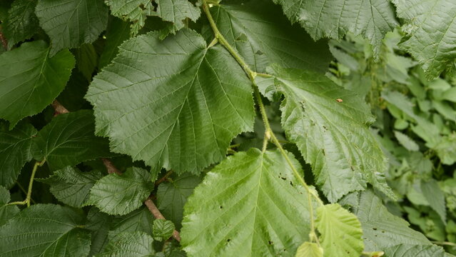 Haselnussblatt Bilder – Durchsuchen 1,348 Archivfotos, Vektorgrafiken ...