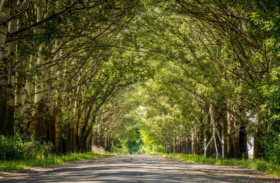 Pappelallee Bilder – Durchsuchen 1,068 Archivfotos, Vektorgrafiken und ...
