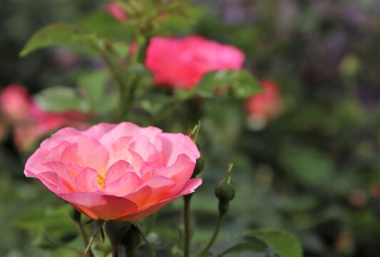 "Shrub Rose" Imagens – Procure 756 fotos, vetores e vídeos | Adobe Stock