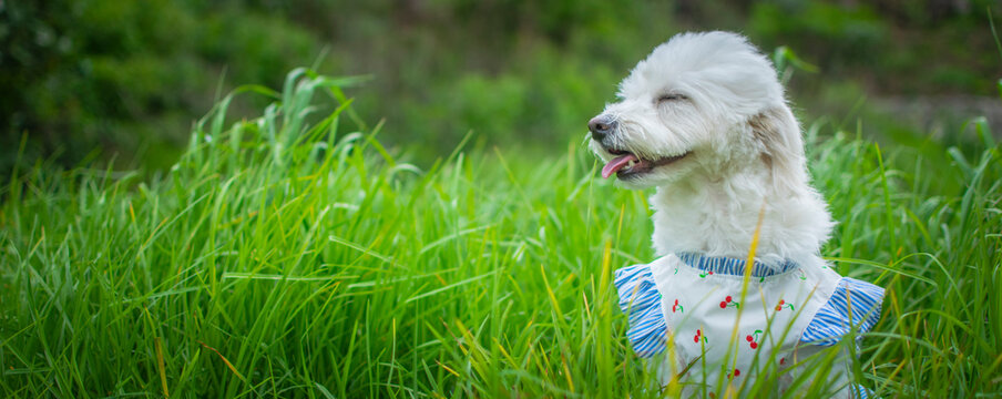 Imágenes de Perrita: descubre bancos de fotos, ilustraciones, vectores ...
