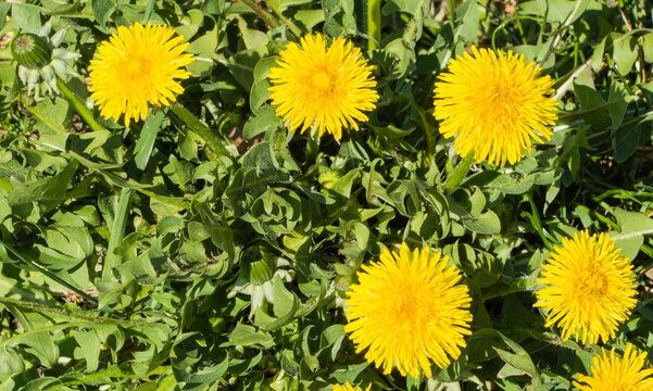 Löwenzahntee Bilder – Durchsuchen 303 Archivfotos, Vektorgrafiken und ...