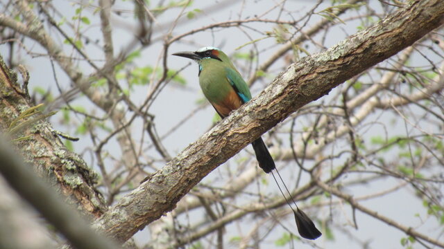 Guardabarranco Immagini - Sfoglia 522 foto, vettoriali e video Stock ...