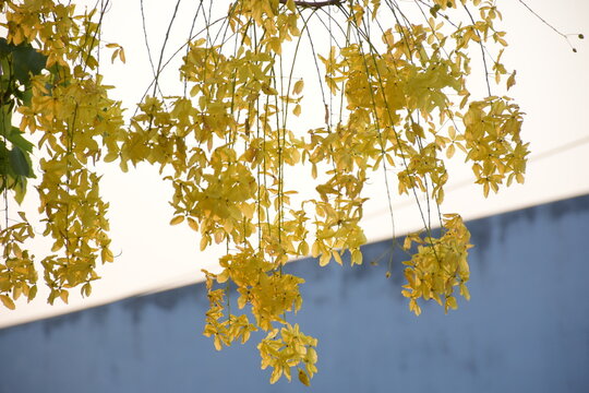 Ratchapruek Bilder – Durchsuchen 239 Archivfotos, Vektorgrafiken und ...