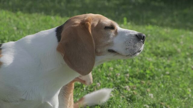 Dog Skin Infection Images – Browse 3,414 Stock Photos, Vectors, and ...