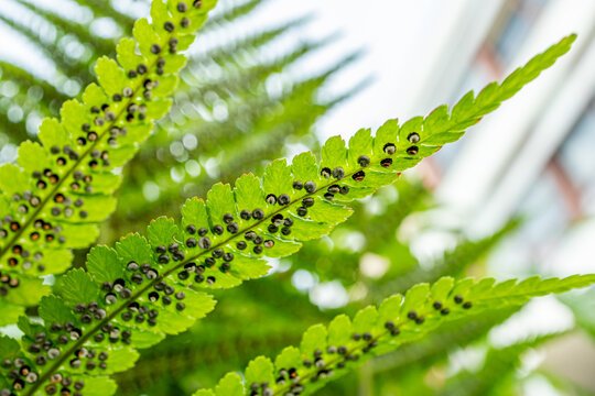 รูปภาพPteridopsida – เลือกดูภาพถ่ายสต็อก เวกเตอร์ และวิดีโอ1,800 ...