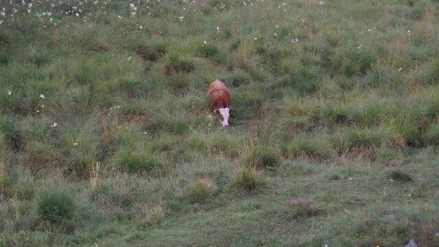 「Busa」の写真素材 | 776件の無料イラスト画像 | Adobe Stock
